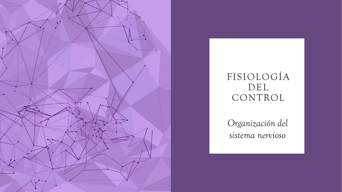 Fisiología del Control: Organización del sistema nervioso | Liza ...