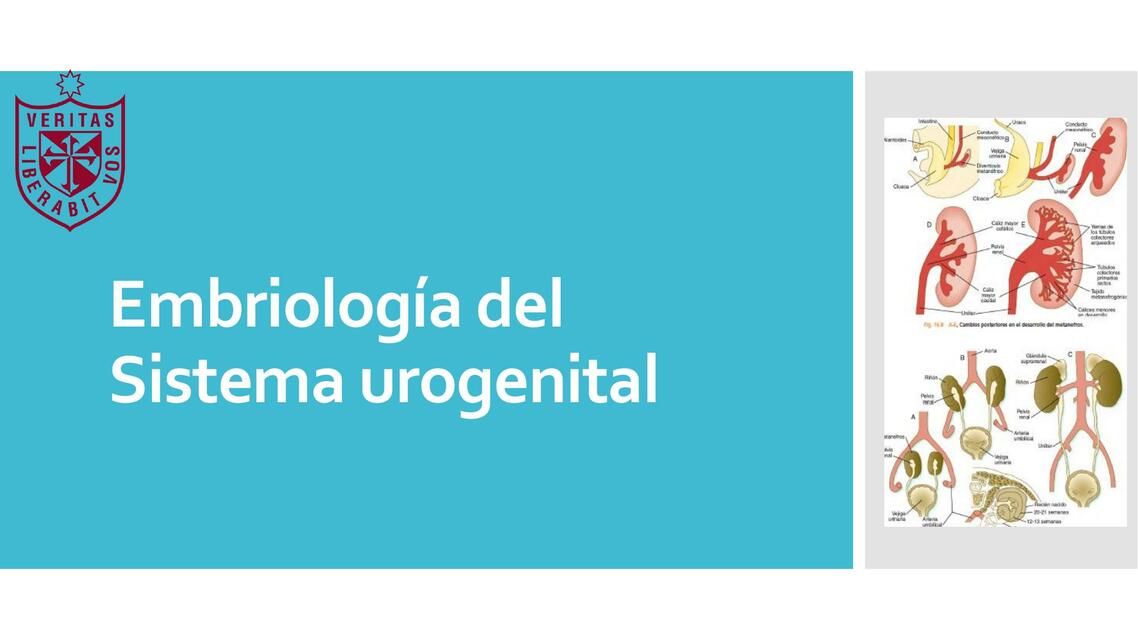 Embriología del Sistema urogenital | Tiroxina Med | uDocz
