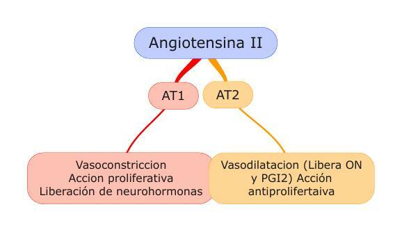 Angiotensina II | uDocz