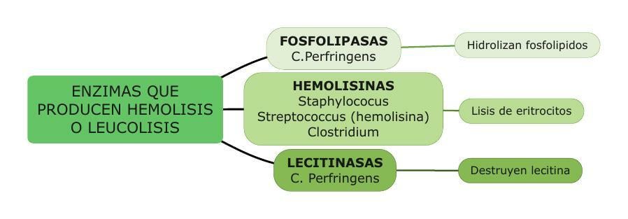 Enzimas que producen hemolisis o leucolisis | uDocz