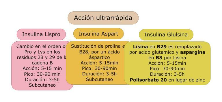 Acción ultrarrápida Insulinas | uDocz