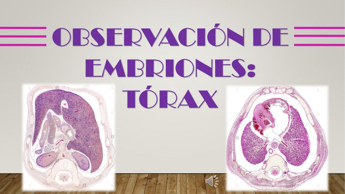 Flashcards de Observaciones de embriones: Tórax | Por Tiroxina Med | uDocz