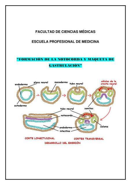 Formación de la Notocorda y Maqueta de Gastrulación | Jheniffer | uDocz