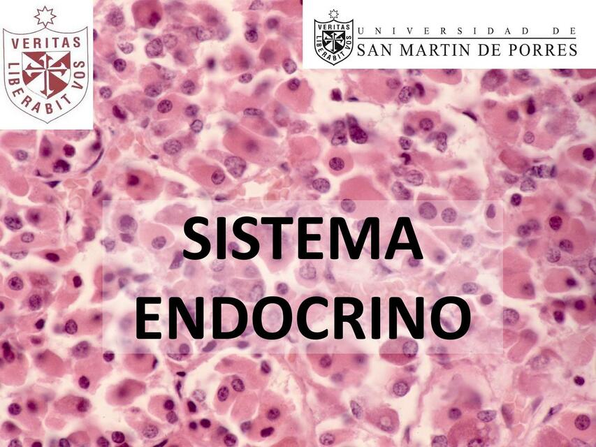 Histología del Sistema Endocrino | Tiroxina Med | uDocz