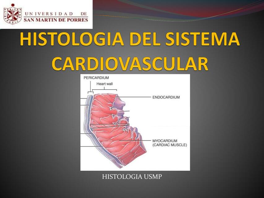 Histología del Sistema Cardiovascular | Tiroxina Med | uDocz