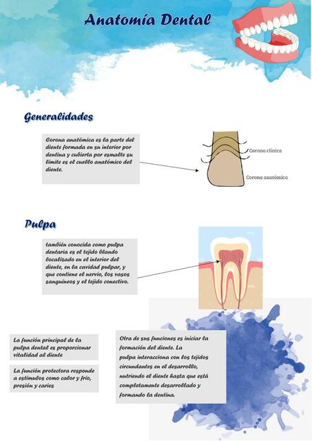 Anatomía Dental | Alvaro Ahumada | uDocz