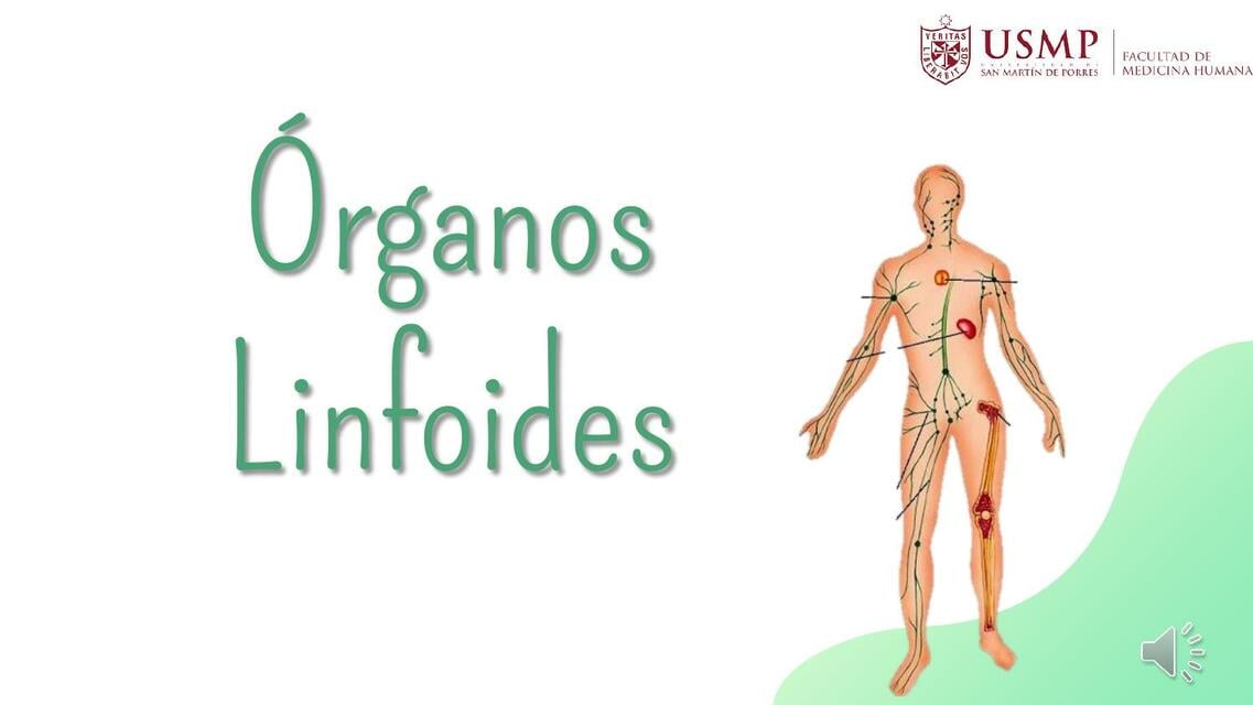 Órganos Linfoides | Tiroxina Med | uDocz