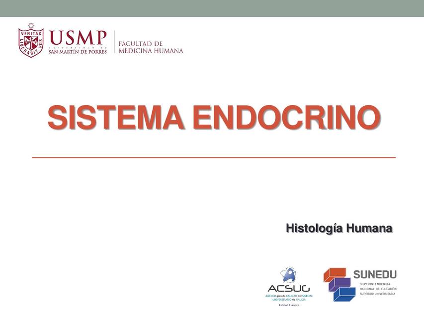 Sistema endocrino | Tiroxina Med | uDocz