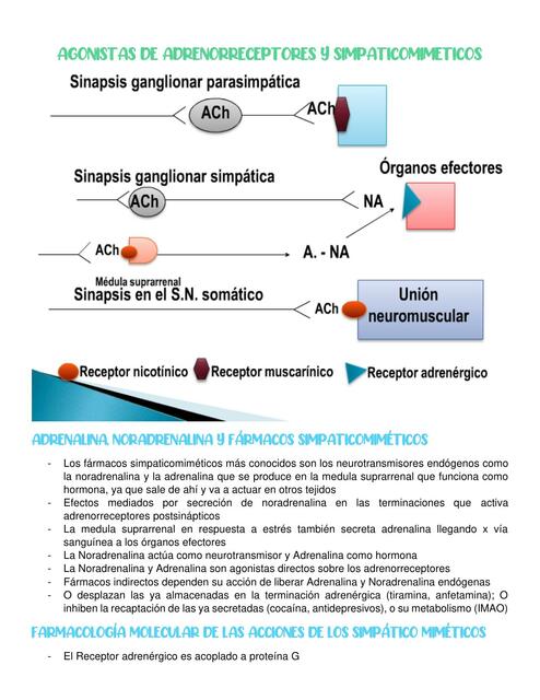 Agonistas de Adrenorreceptores y Simpaticomiméticos | Johana Choc Salvador | uDocz
