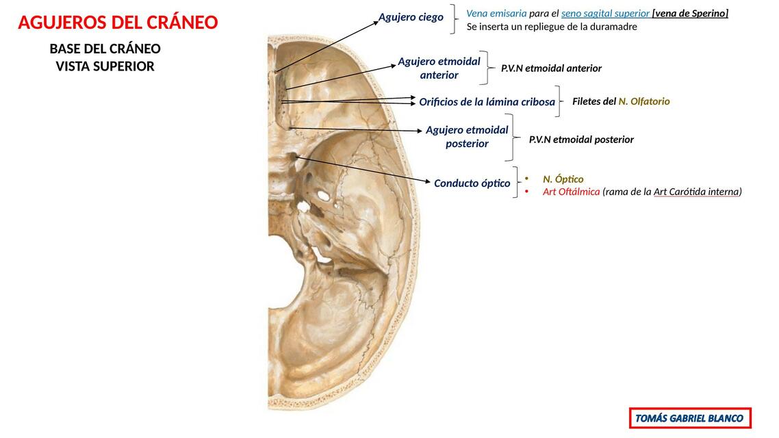 Resúmenes de Agujeros del cráneo | Descarga apuntes de Agujeros del cráneo