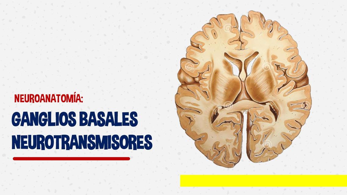Ganglios Basales Neurotransmisores | Tiroxina Med 🩺 | uDocz