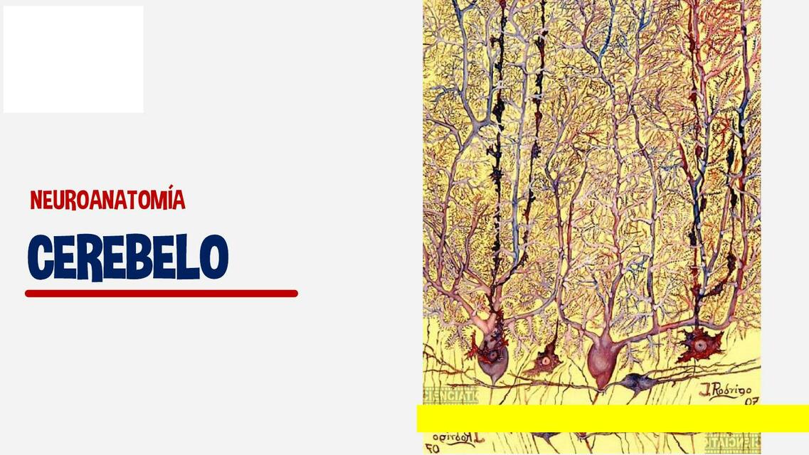 Cerebelo | Tiroxina Med | uDocz