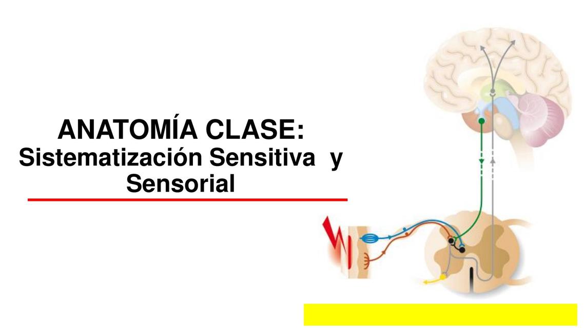 Sistema Sensitiva y Sensorial | Tiroxina Med | uDocz