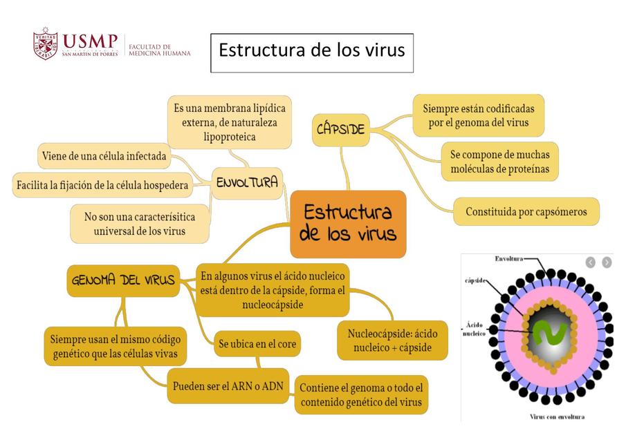Estructura de los Virus | Tiroxina Med | uDocz