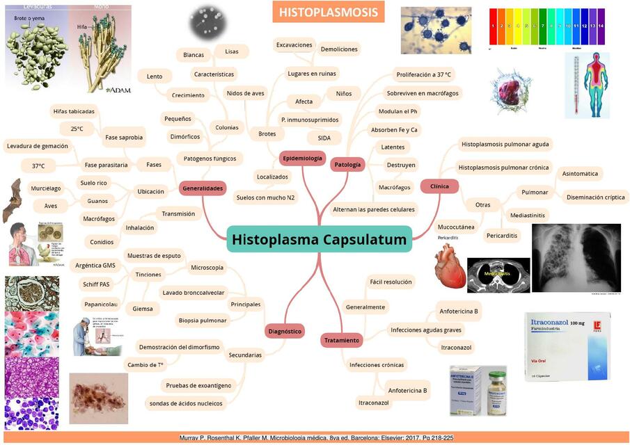 Histoplasma Capsulatum | Tiroxina Med | uDocz