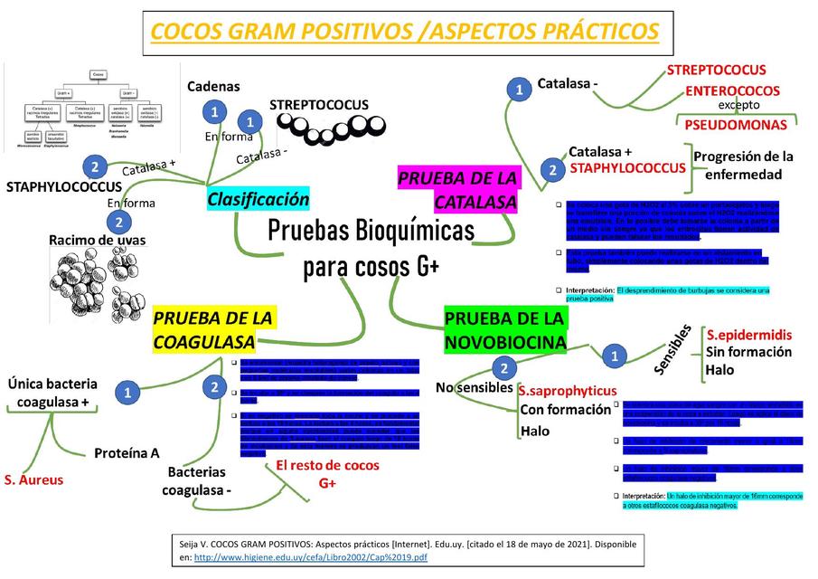 Fluxograma De Diplococos Gram Negativos Cocos Gram Negativos De