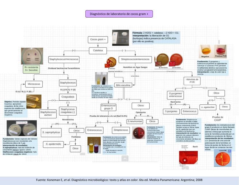 Diagnóstico de Laboratorio de Cocos Gram + | Tiroxina Med 🩺 | uDocz