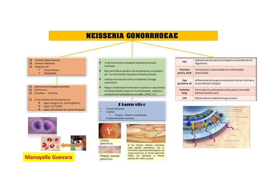 Neisseria Gonorrhoeae | Tiroxina Med | uDocz