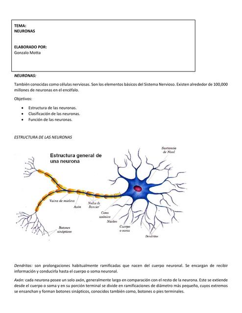 neuronas | uDocz