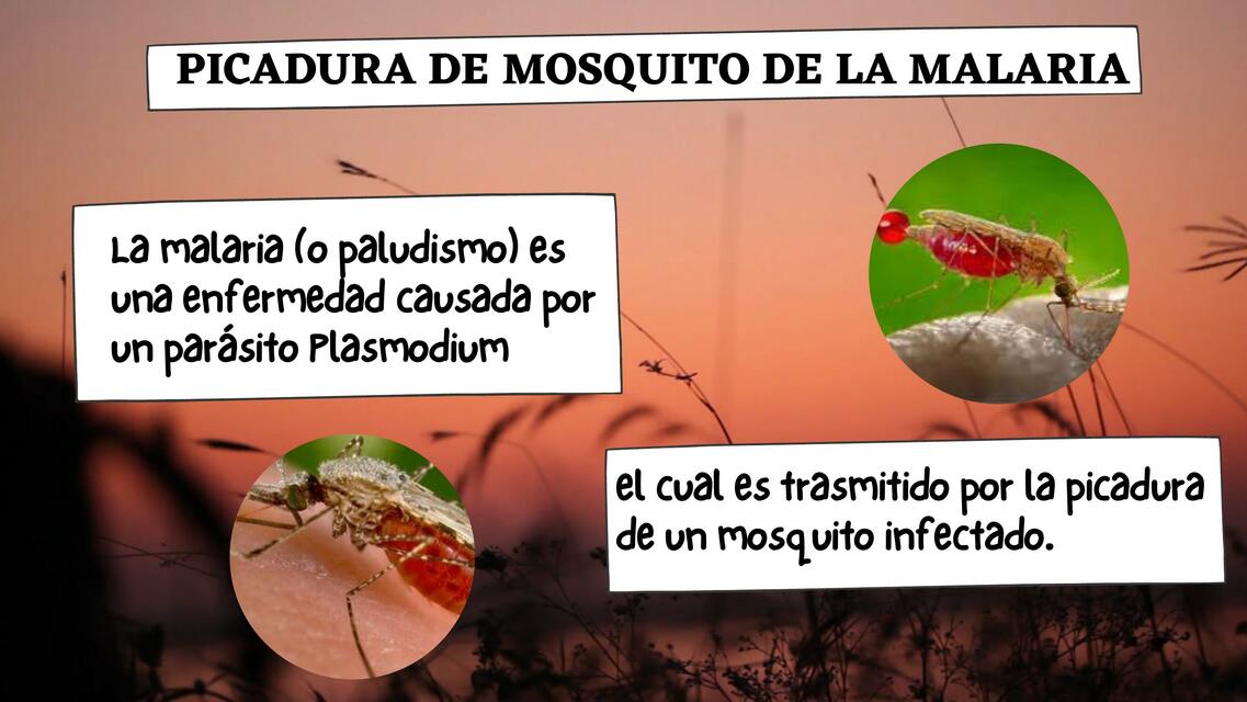 Picadura de Mosquito de la Malaria | Linda Milena León Gómez | uDocz
