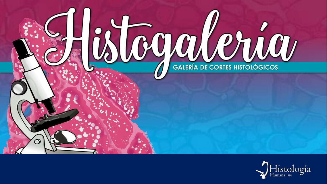 Cortes Histológicos | DoDoctor | uDocz