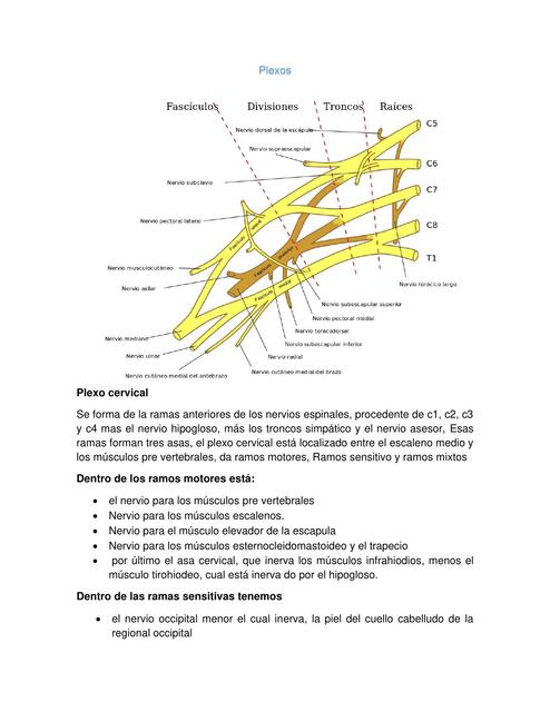 Plexos | Dra.xmed☞📚🔬📄📒📓📔📕📖📘📔📑📙 | uDocz