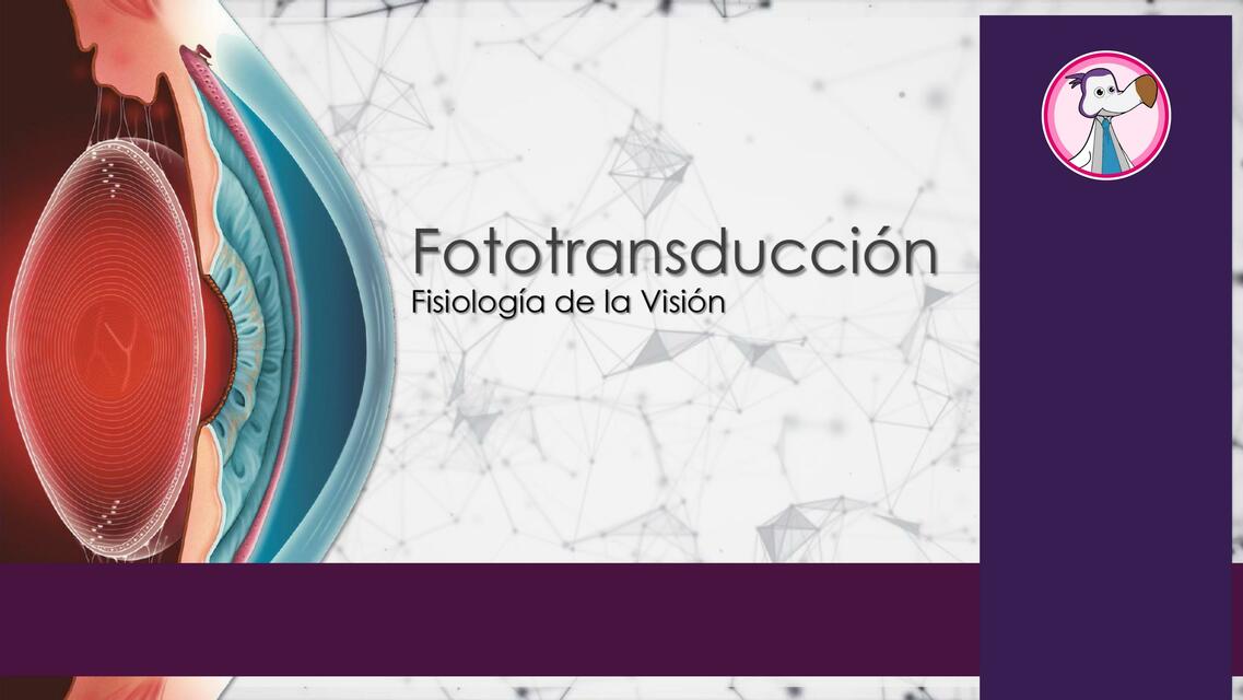 Fototransducción | DoDoctor | uDocz