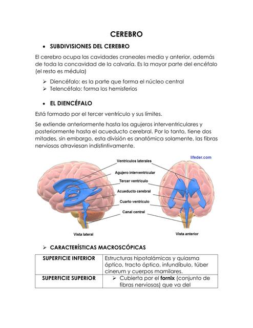 Diencéfalo y surcos | uDocz