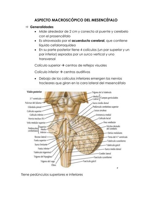 Aspecto Macroscópico del Mesencéfalo | uDocz