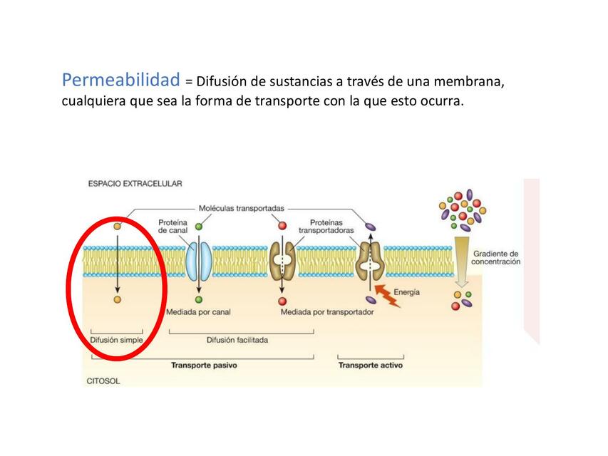 Permeabilidad | uDocz