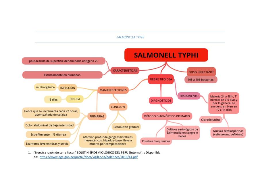 Salmonella Typhi | Tiroxina Med 🩺 | uDocz