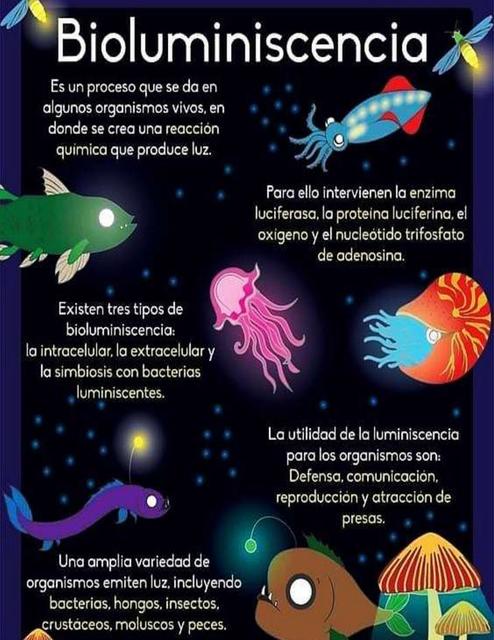 Bioluminiscencia | fraii | uDocz