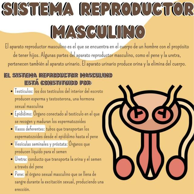 Sistema reproductor masculino | MARYURI LISBETH | uDocz