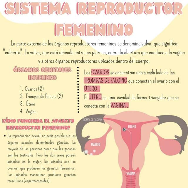 Sistema reproductor femenino | MARYURI LISBETH | uDocz