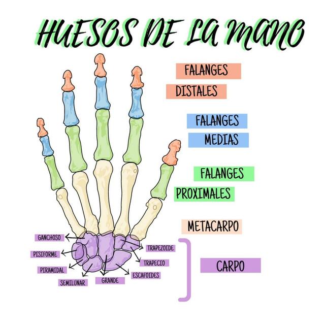 Huesos de la Mano | MARYURI LISBETH | uDocz