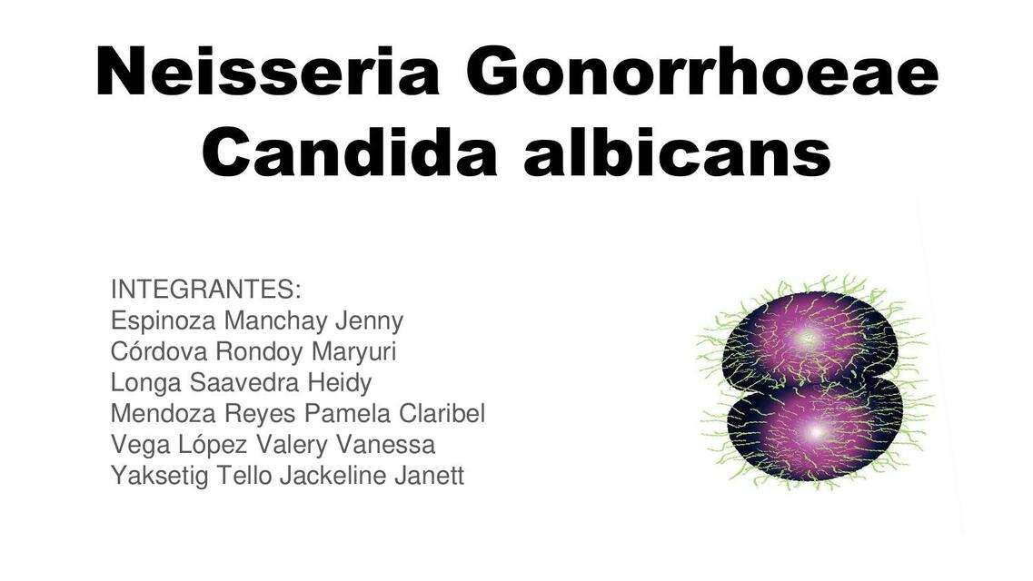 Neisseria Gonorrhoeae Candida albicans | MARYURI LISBETH | uDocz
