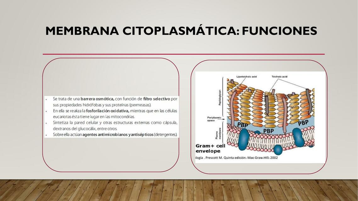 Membrana citoplasmática: funciones | Linda Milena León Gómez | uDocz