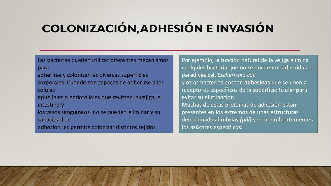 Colonización , Adhesión e Invasión II | Linda Milena León Gómez | uDocz