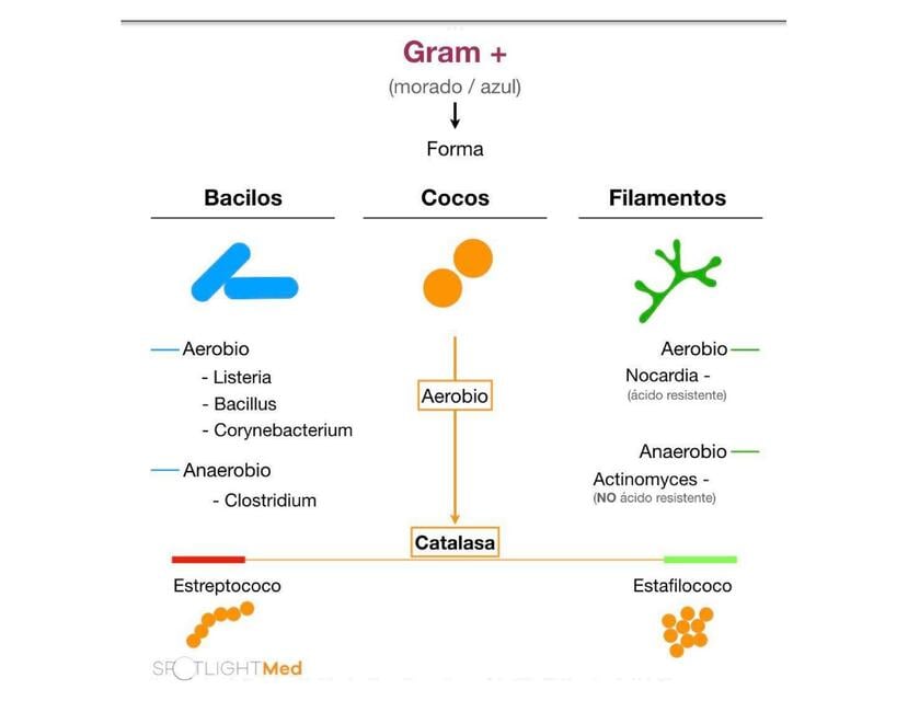 Diagrama De Tipos De Bacterias