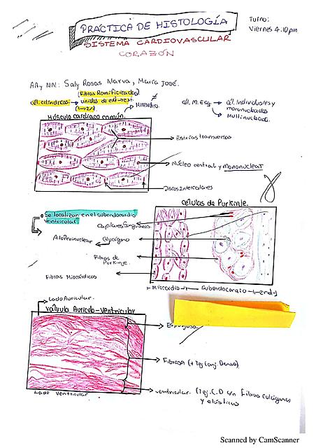 Mf2 Dibujos histo | Maria José Saly Rosas Narva | uDocz
