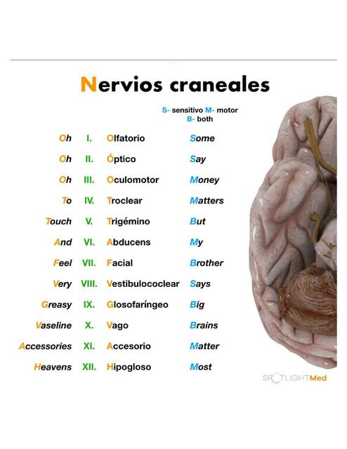 Nervios craneales | uDocz