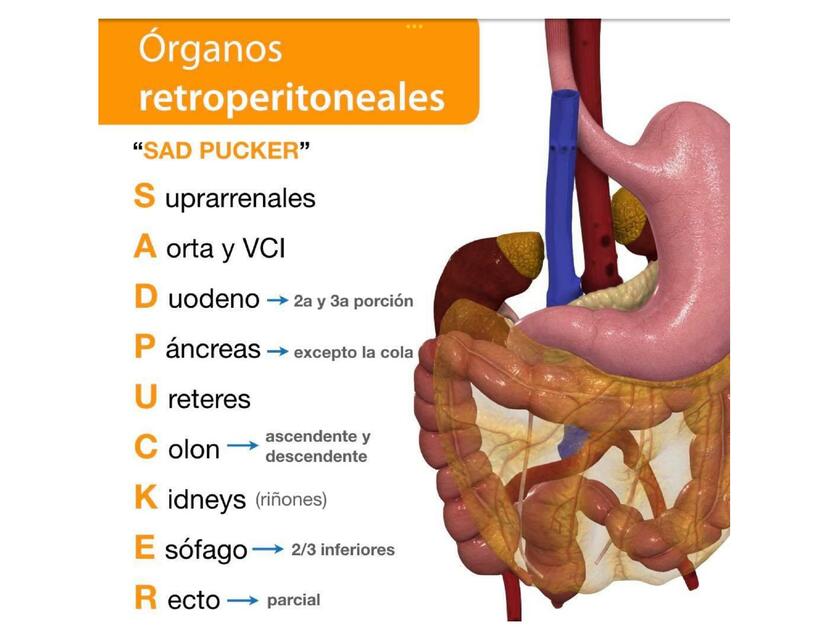 Órganos retroperitoneales | uDocz
