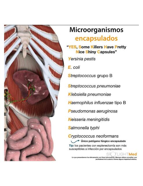 Microrganismos Encapsulados | uDocz