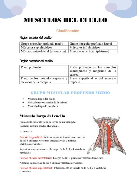Músculos del Cuello | Anna Catharina | uDocz