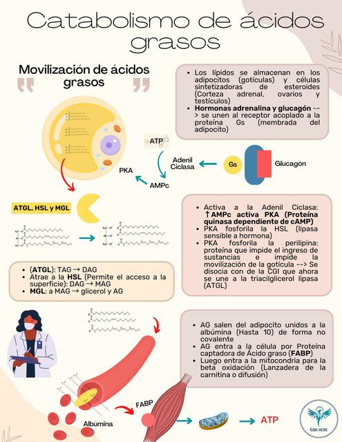 Catabolismo de Ácidos Grasos | Piero Vega | uDocz