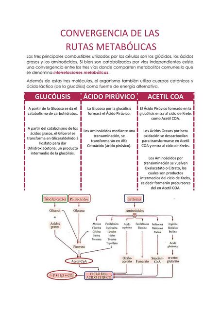 Convergencia de las Rutas Metabólicas | Samantha Rodríguez Catota | uDocz