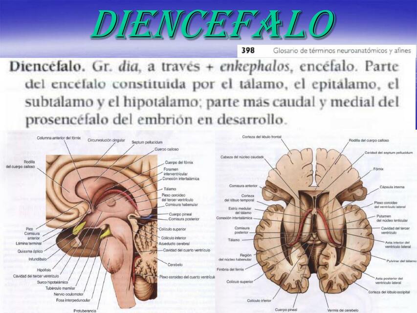 Diencéfalo | Karen Gutierrez | uDocz