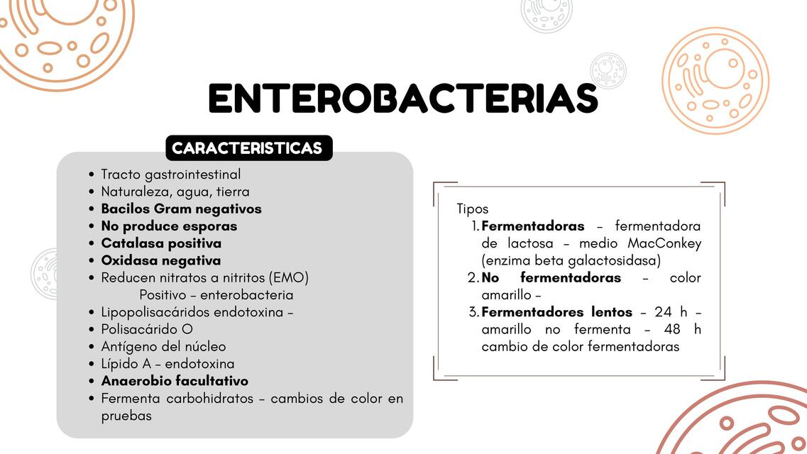 Enterobacterias | Ana Paredes | uDocz