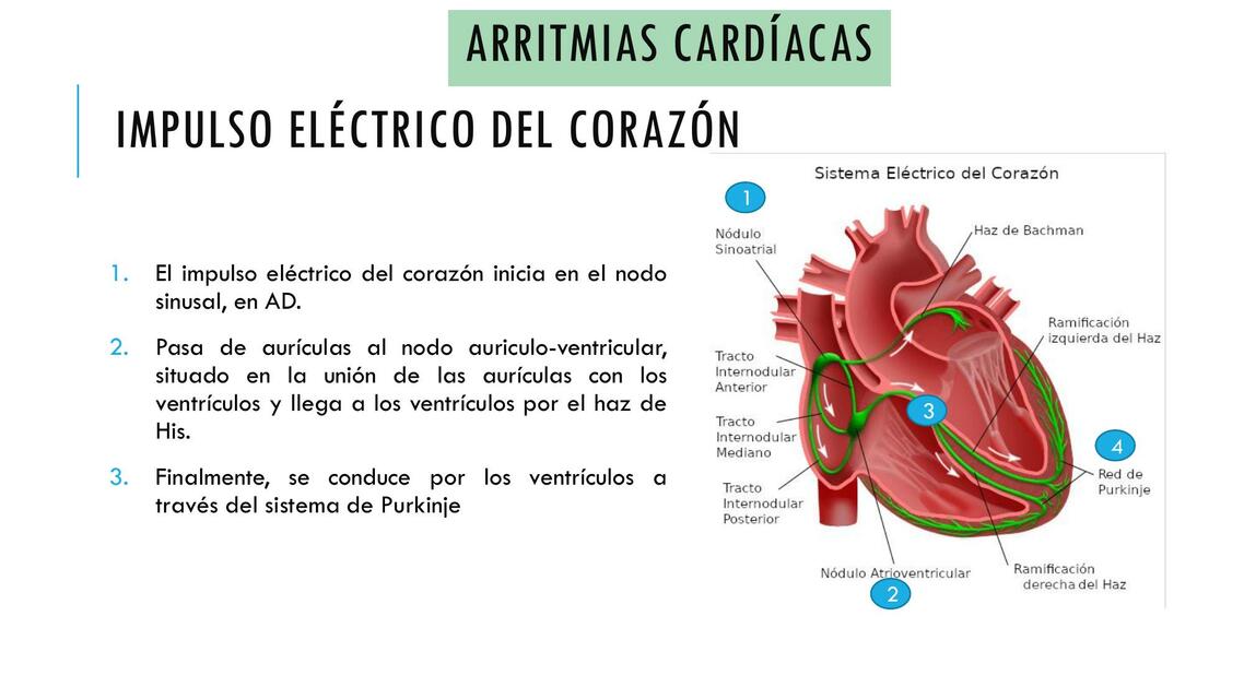 Arritmias Cardiacas | Ana María Ulloa Cavero | uDocz