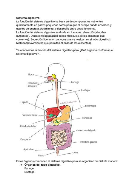 Sistema Digestivo | Matias Emmanuel | uDocz